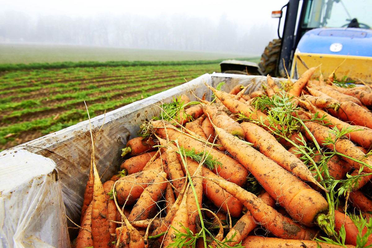 Karotten-Ernte | Der Murtenbieter